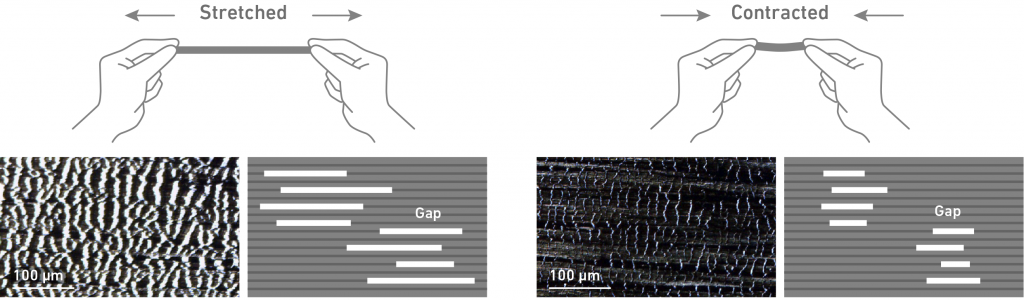 Research and Development - Stretch Sensor Technology - Yamaha Corporation